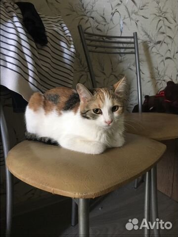 Отдам кошку