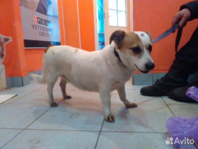 Собачки из сгоревшего дома девочка стер. и мальчик