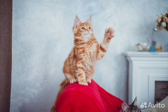 Котёнок мейн-кун