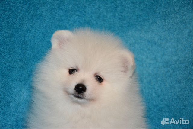 Белоснежка шпиц