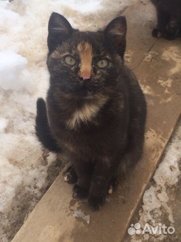 Котята ищут дом