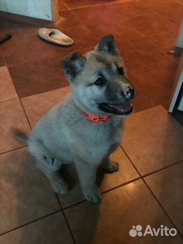 Милый песик