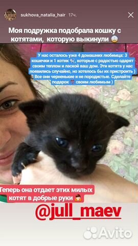 Котята в дар