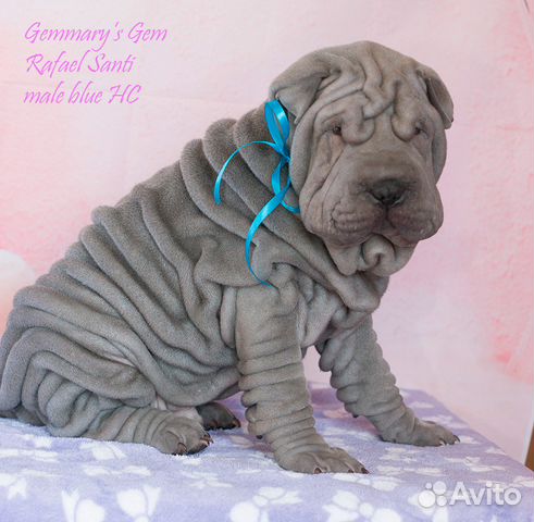 Бархатный голубой хорсячок-шарпейчик