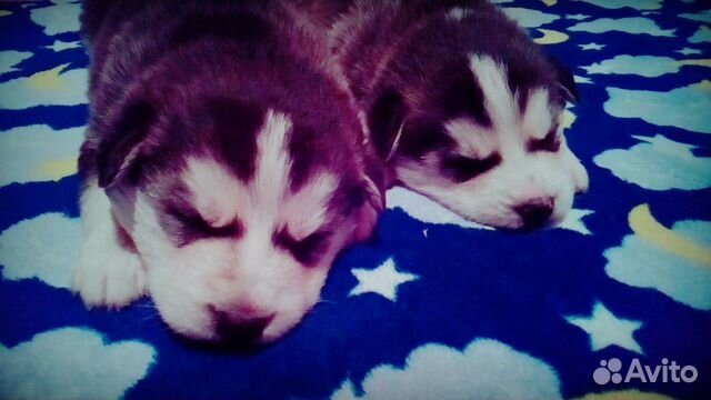 Щенки