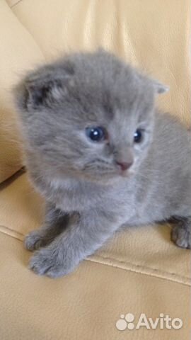 Котёнок шотландец вислоухий