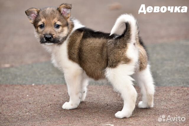 Щенок девочка умничка вырастет по колено, 2 мес