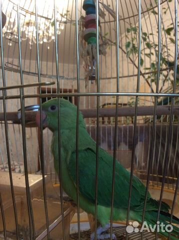 Ожереловый попугай