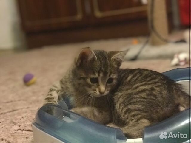 Котёнок в дар