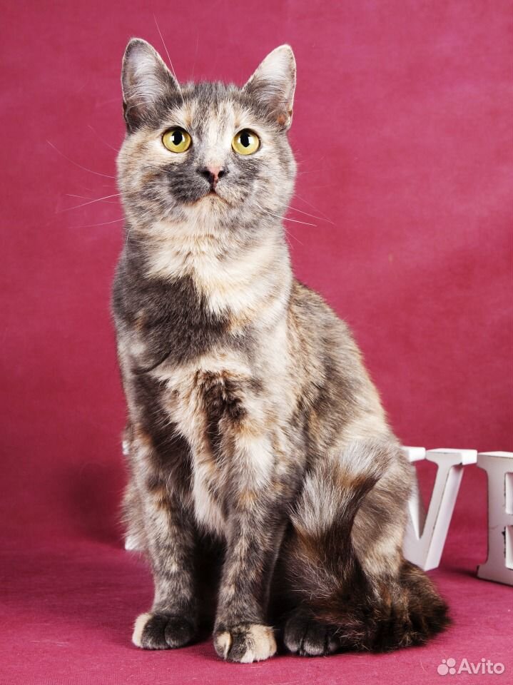 Кошечка Пуся в добрые руки