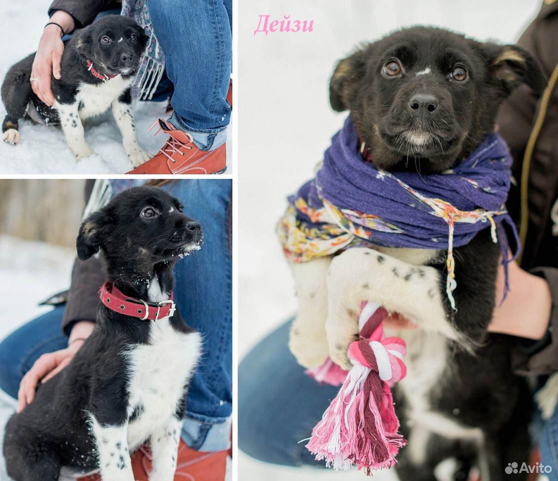 Щенок метис в дар