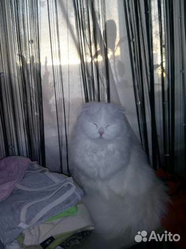 Подвяжу кошку красавицу