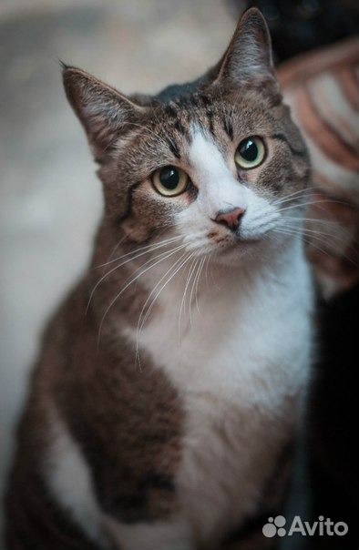 Душевный, умный, сдержанный симпатяга Сава в дар