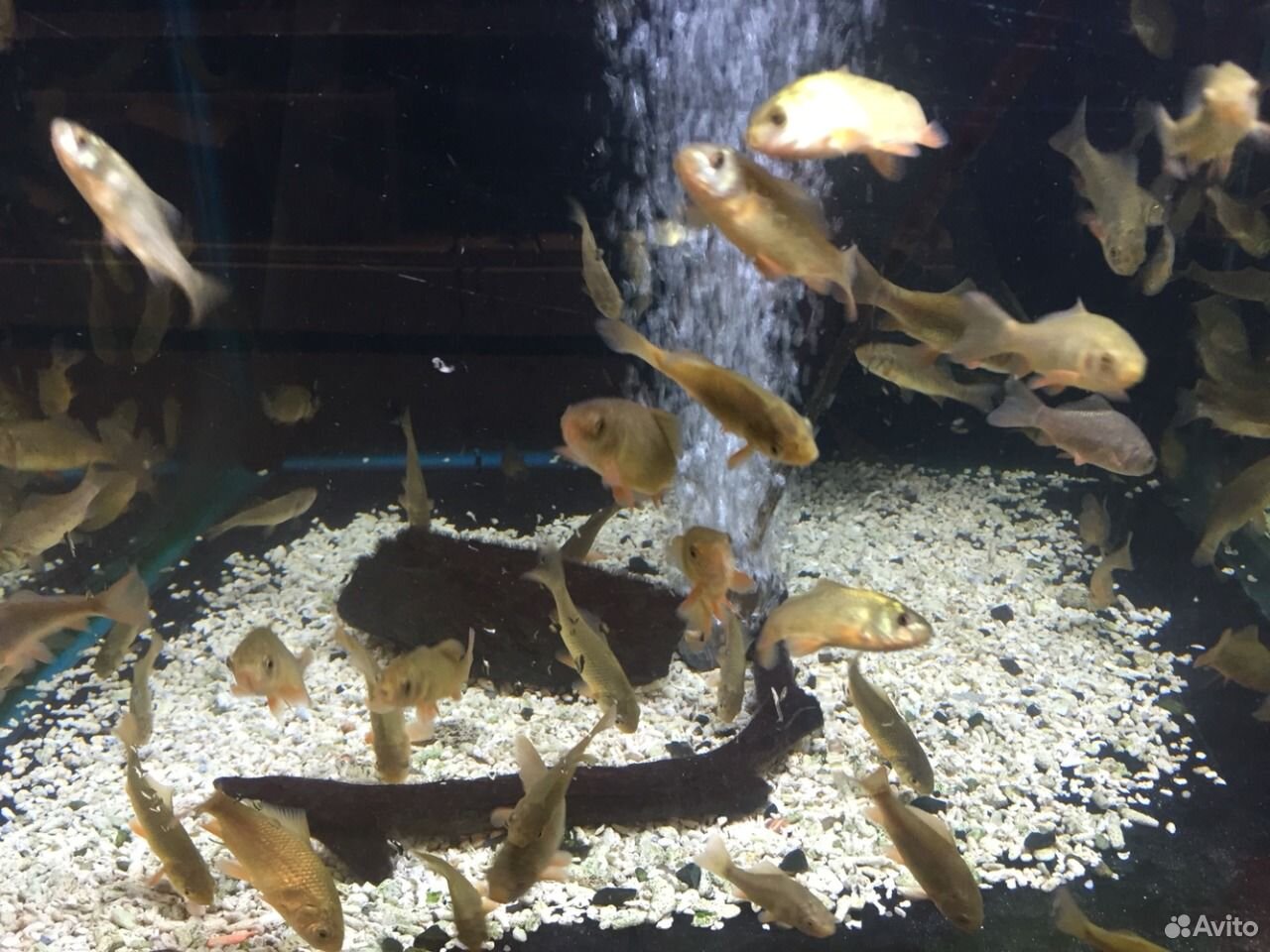 Живец карась для пруда и рыбалки