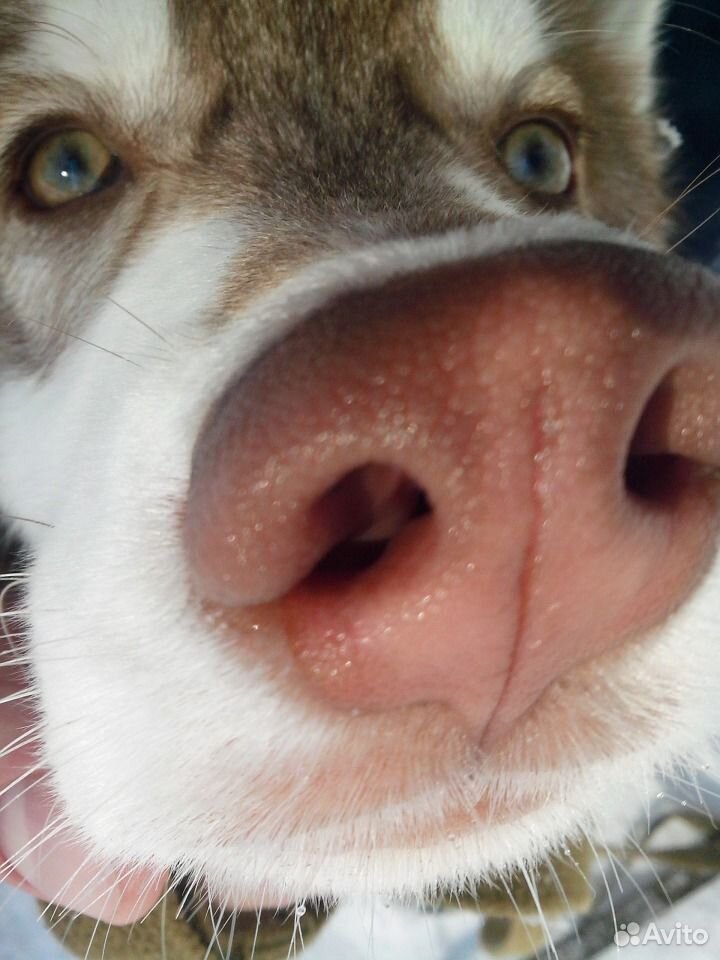 Шерсть Хаски