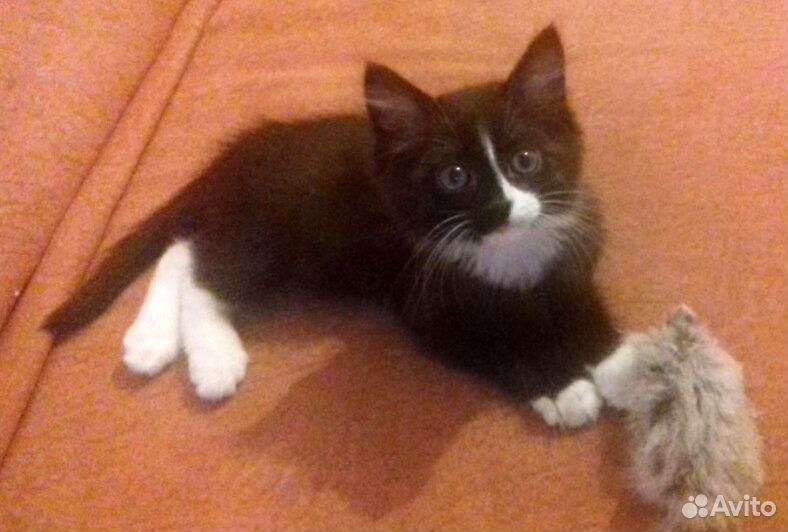 Красавчик в белых носочках ищет дом