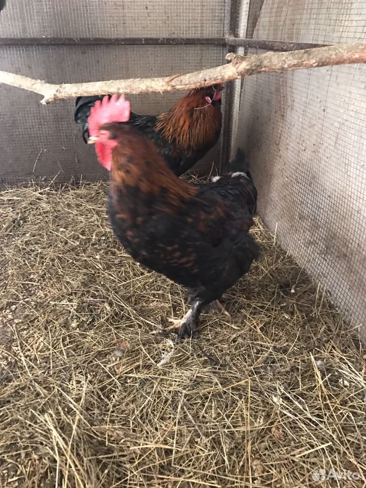 Продам Петухов породистых