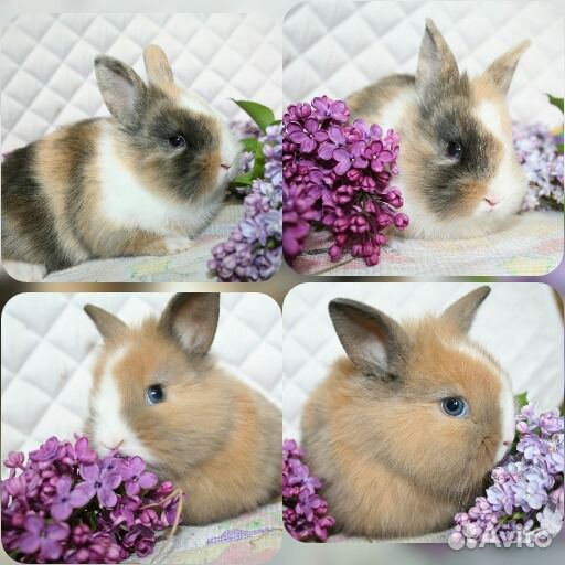 Питомник карликовых кроликов. доставка. Привиты