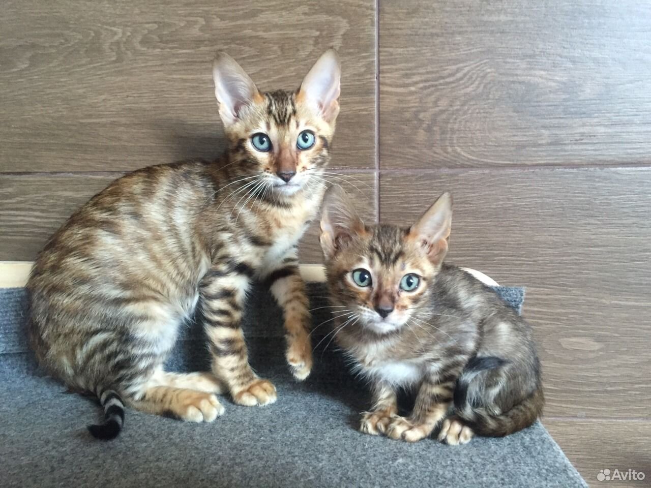 Тойгер- котик Рой и кошечка Рамила