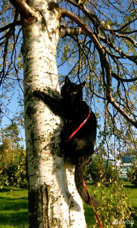 Кот ищет невесту
