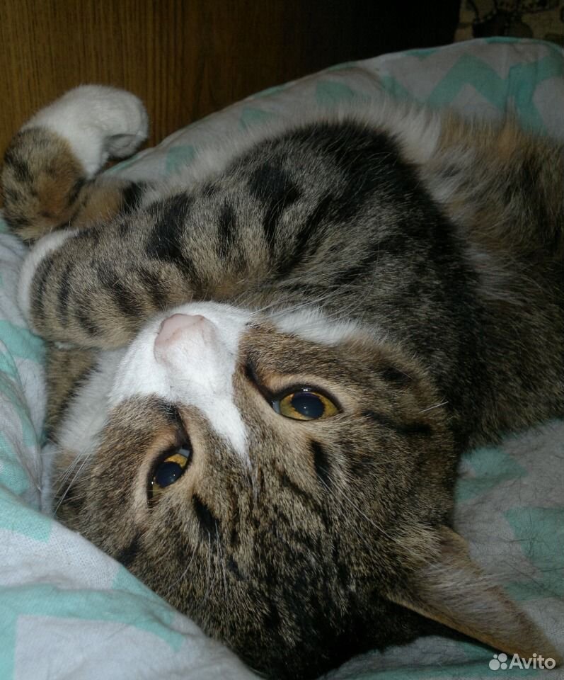 Котэ - в добрые руки