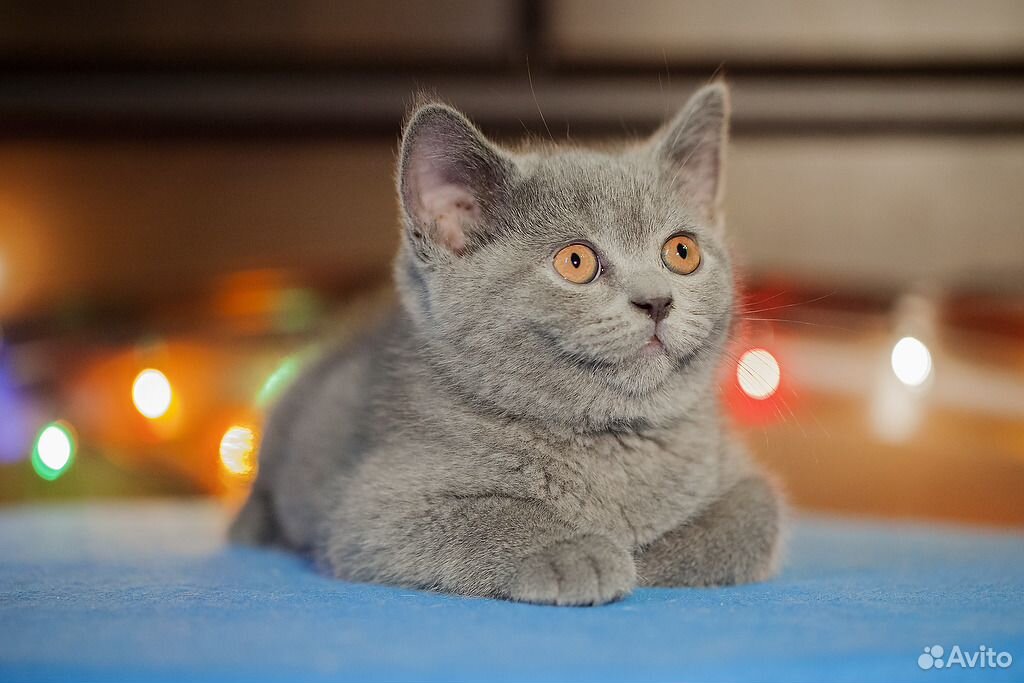 Британский котик Лео 1,5 месяца