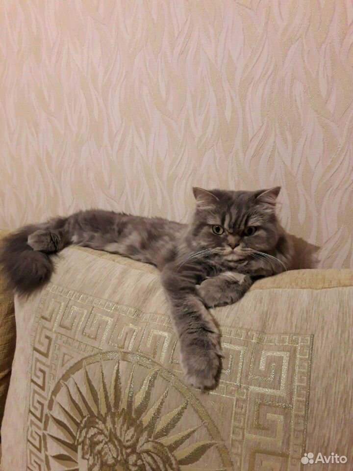 Кошечка