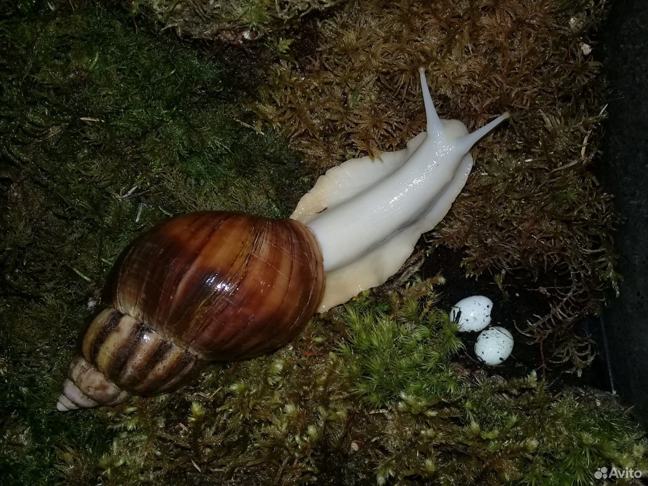 Взрослая Улитка Ахатина фулика альбино 1,5 года