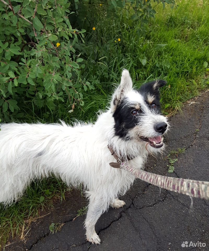 Ищет дом Филипп 3 года 50 см