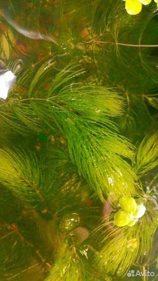 Роголистник, ряска и улитки в аквариум