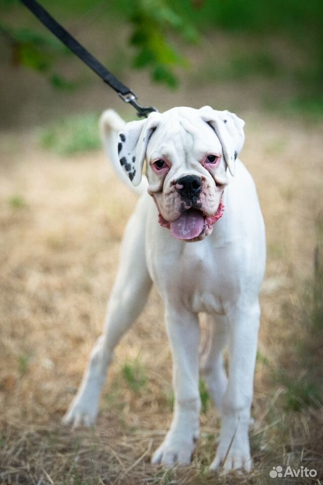 Белый миротворец - красивый щенок боксера