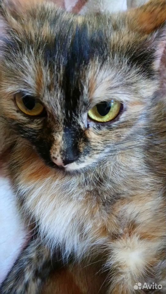 Молодая кошка в добрые руки