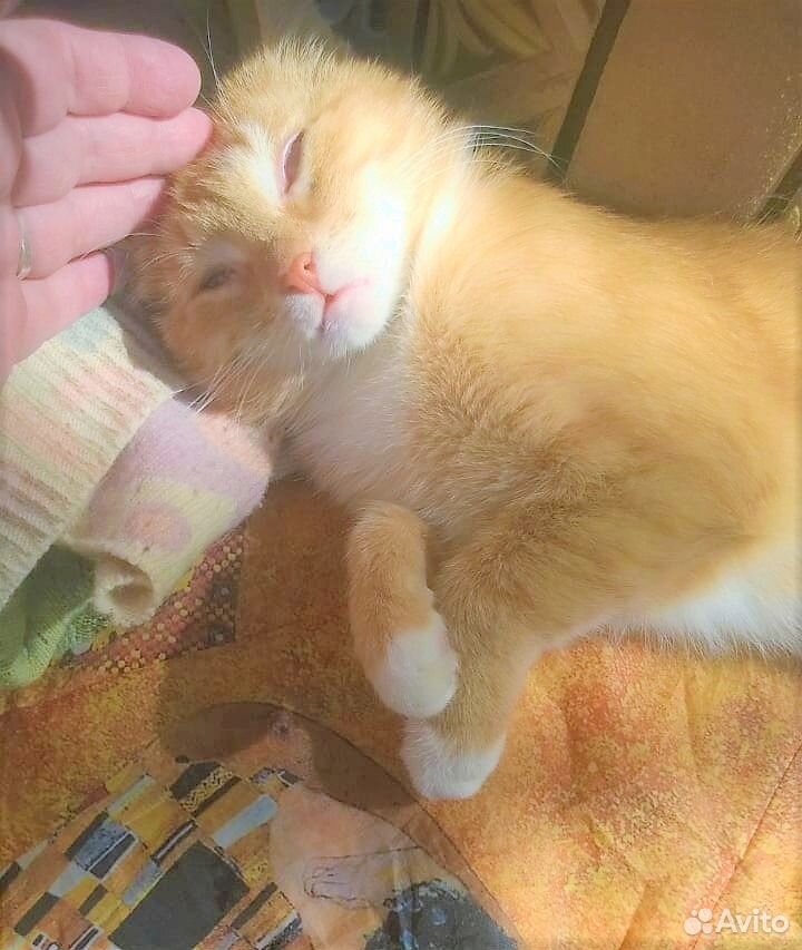 Рыженькая ласковая молодая кошка в дар