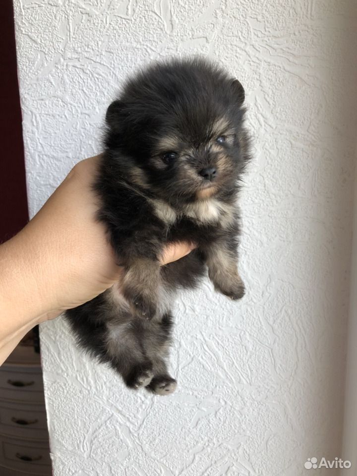 Шпиц Миник, мальчик Антошка