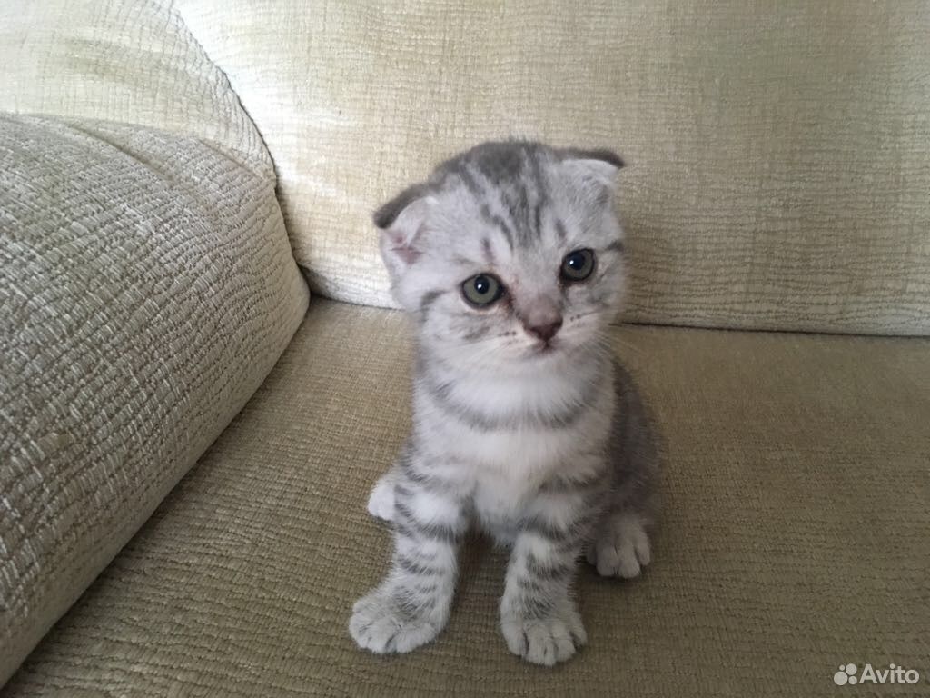 Шотландский вислоухий котенок