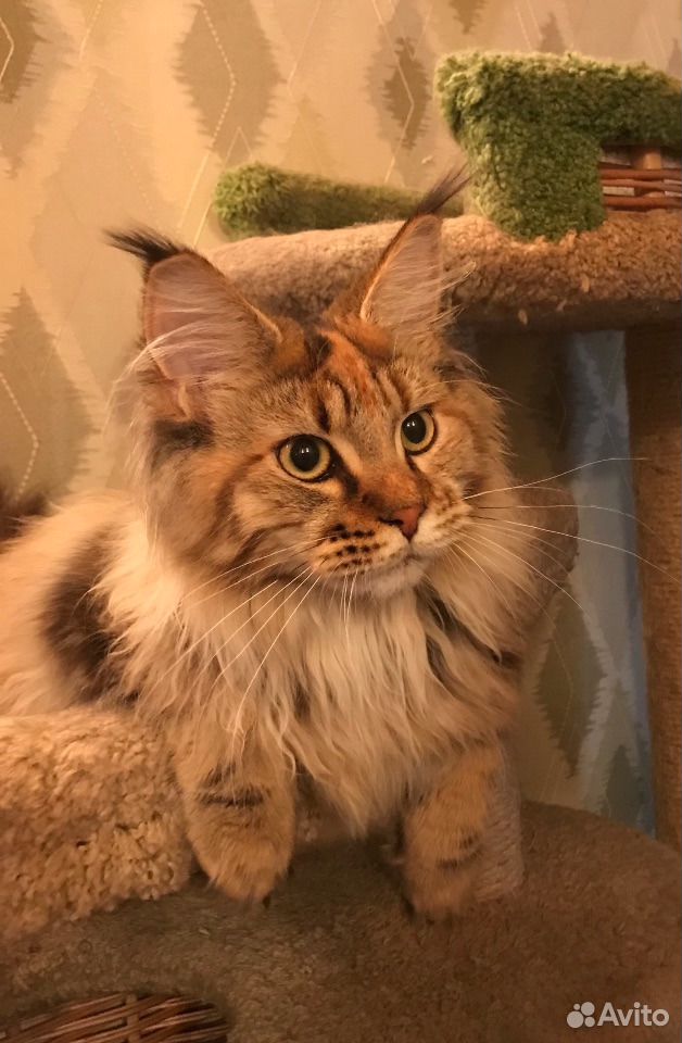 Кошечка Лолита