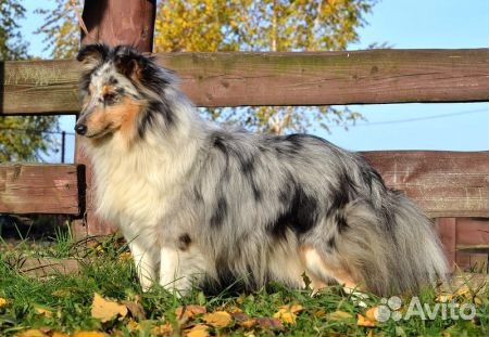 Мальчик шелти