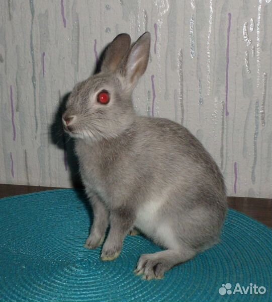 Карликовый заяц