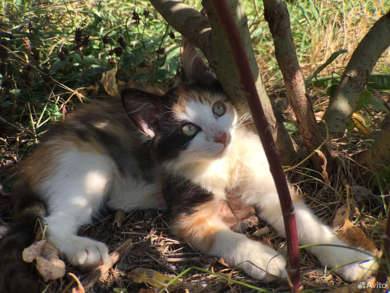 Котёнок, невероятный окрас