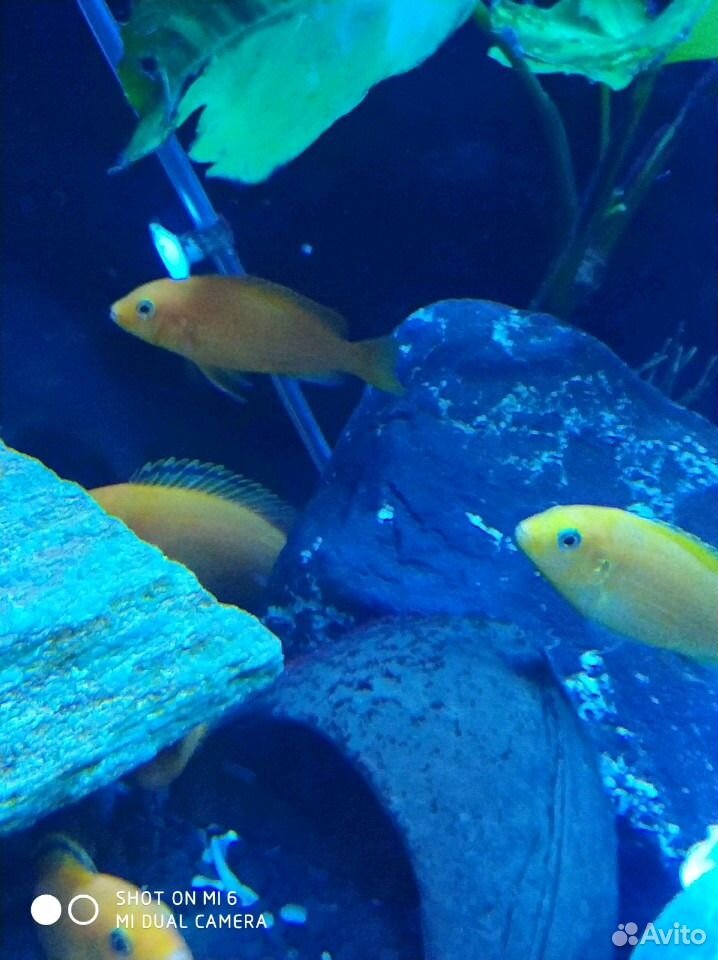 Цихлиды еллоу крупные 10 см