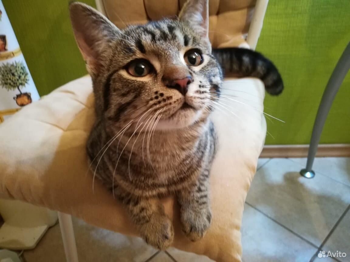 Ищем хозяина для котика