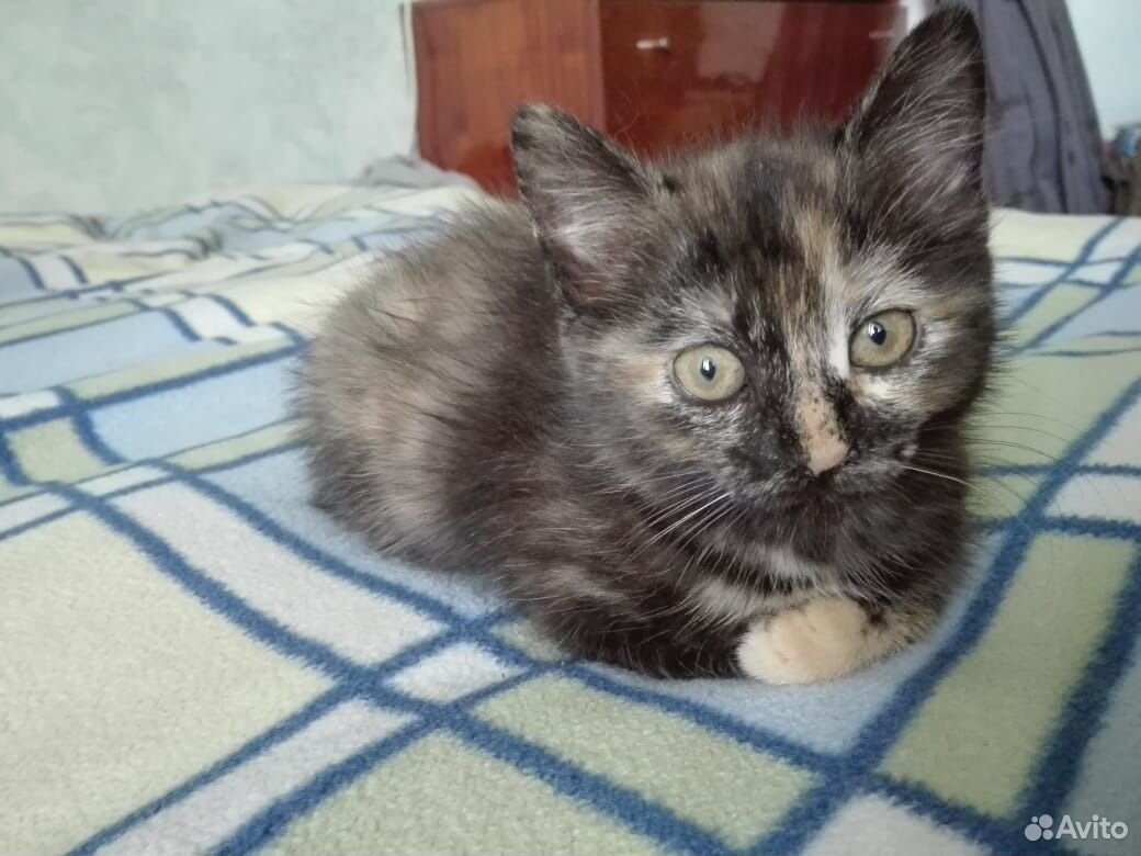 Котёнок смешанной породы