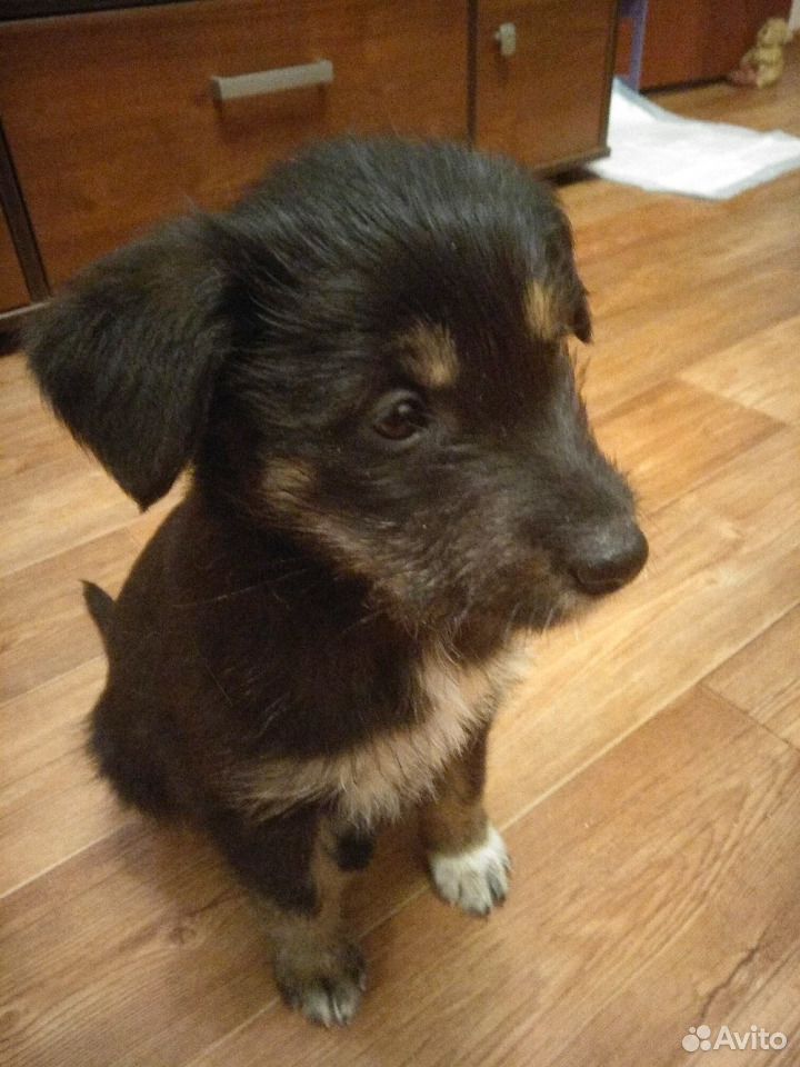 Ласковая девочка ищет дом