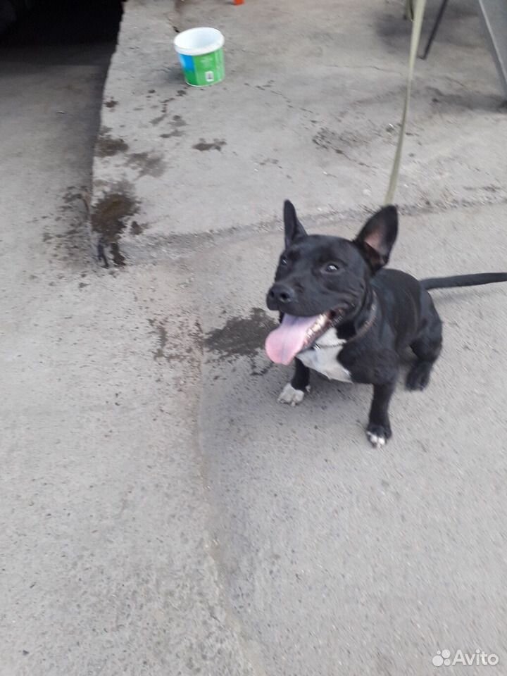 Помесь стаффа