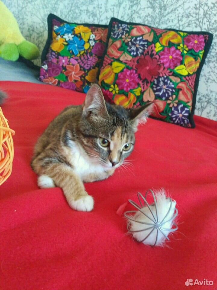 Котята домашние(брат и сестра) ищут хороший дом и