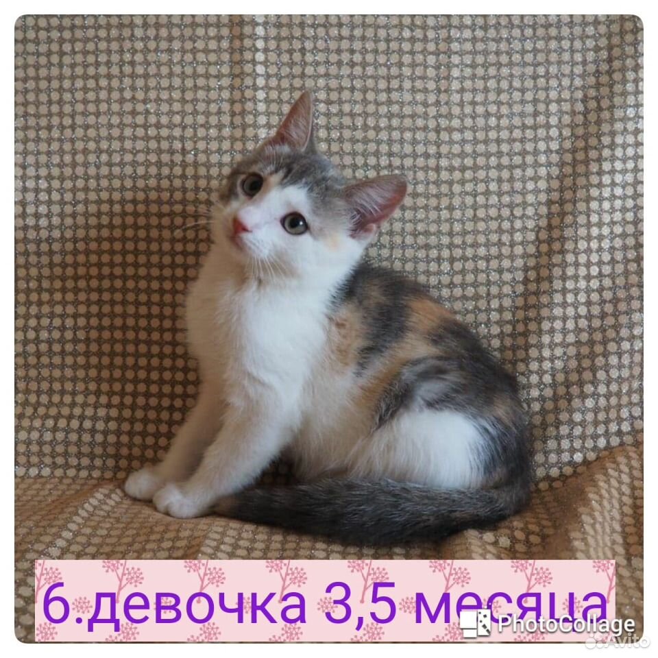 Котёночек - девочка трёхцветочка, 2.5 месяцев