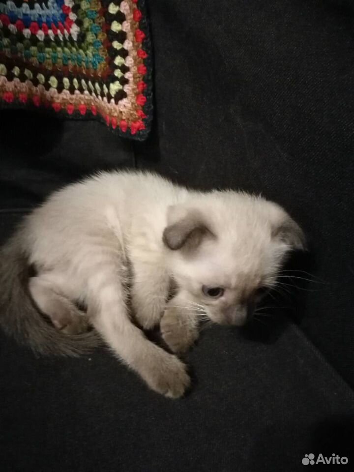 Вислоухий чудо-котенок