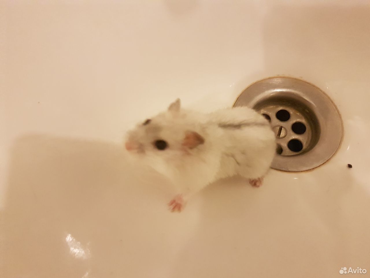 Хомячки Джунгарские 2 Месяца: мальчик и девочка