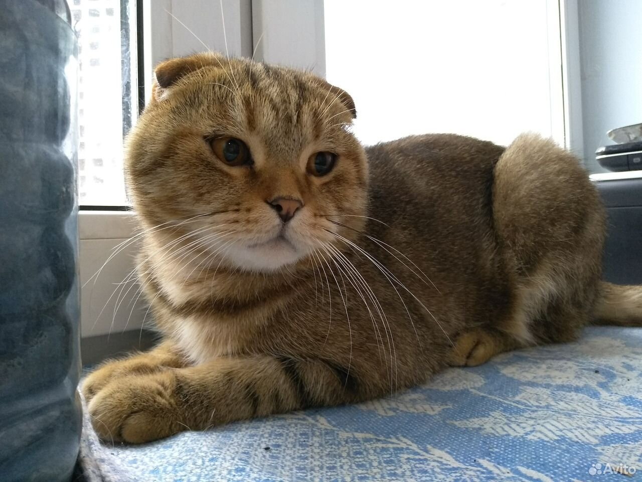 Шотландский котик 1.5 года в хорошие руки