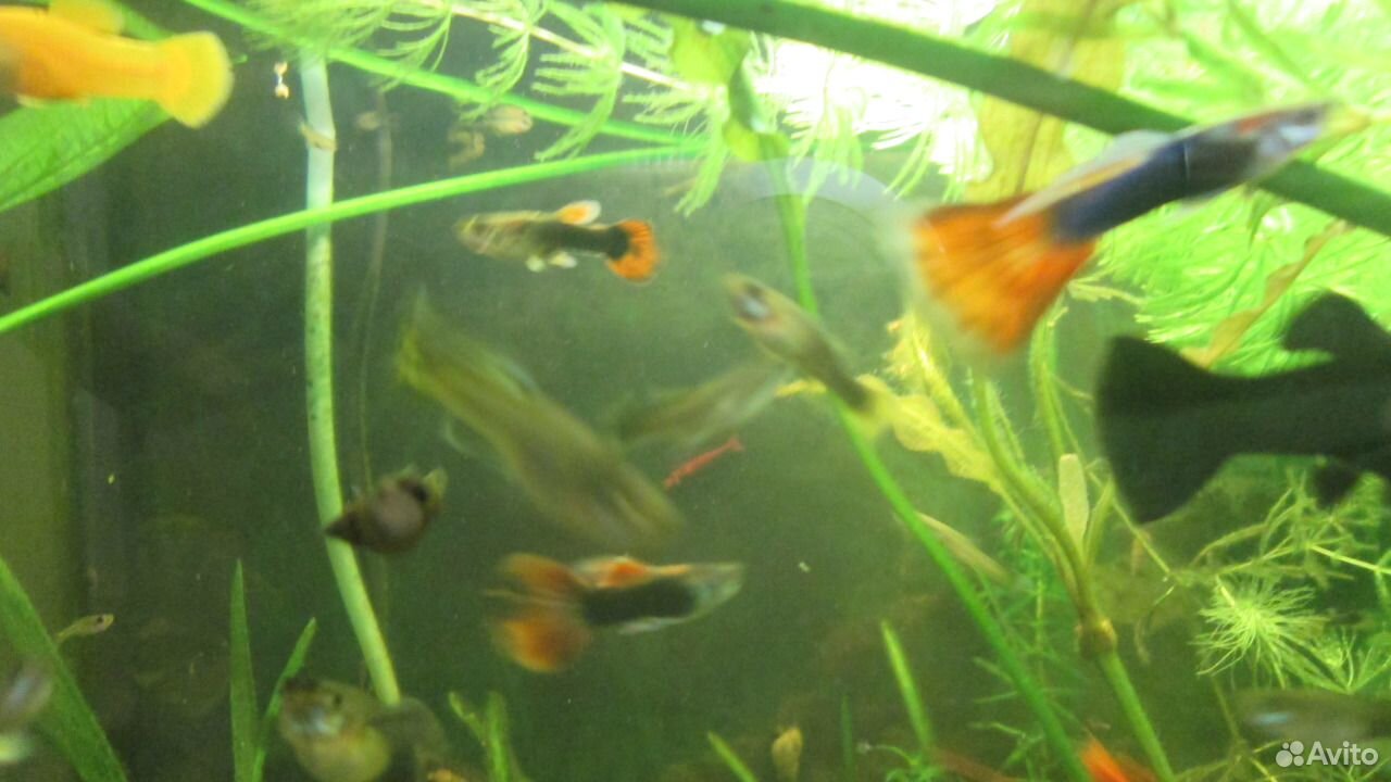 Рыбки растения